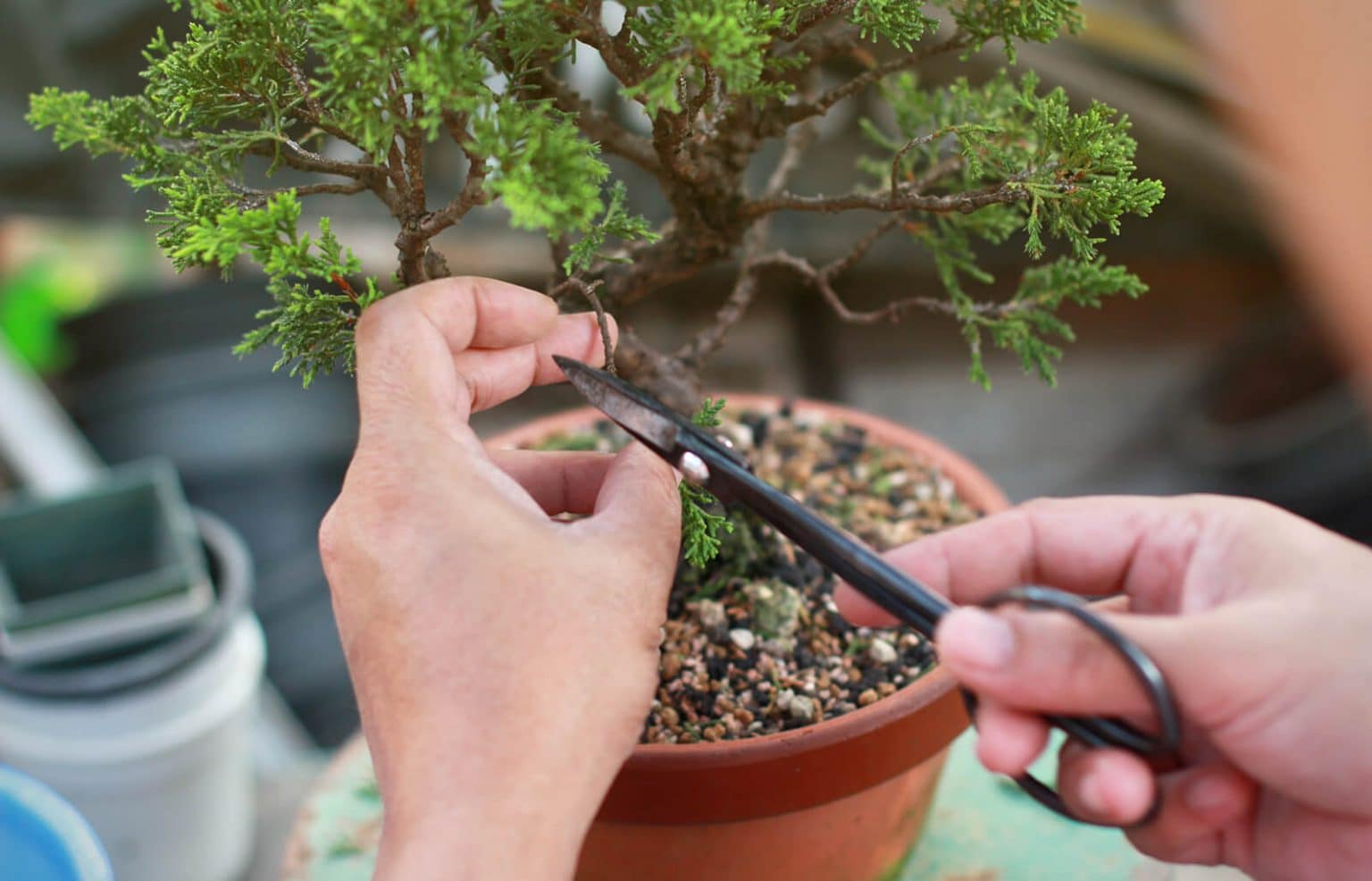 How To Grow A Bonsai Tree From A Seed Grow My Own Health Food